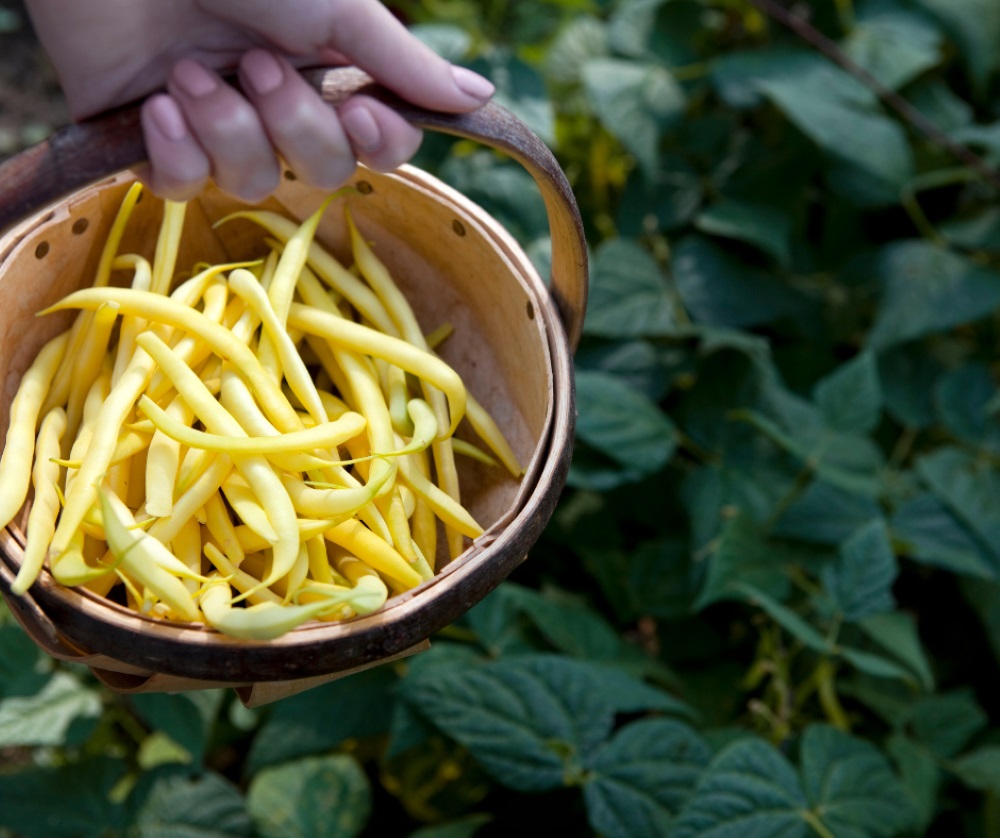 Beans Dwarf Bountiful Butter | Garden Seeds Yates Australia