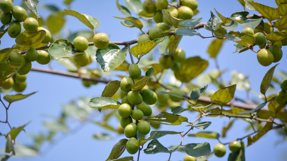 How to Control Difficult Weeds in Your Lawn & Garden | Yates
