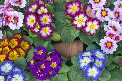 How to Grow Polyanthus | Yates Australia