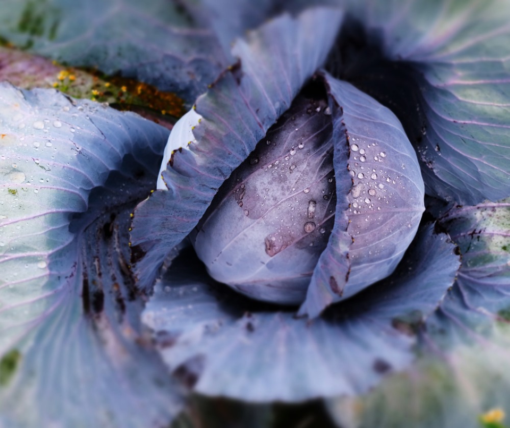 Cabbage Red Mini | Garden Seeds Yates Australia