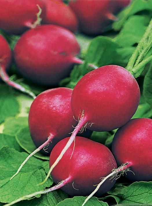 Radish Gentle Giant | Garden Seeds Yates Australia
