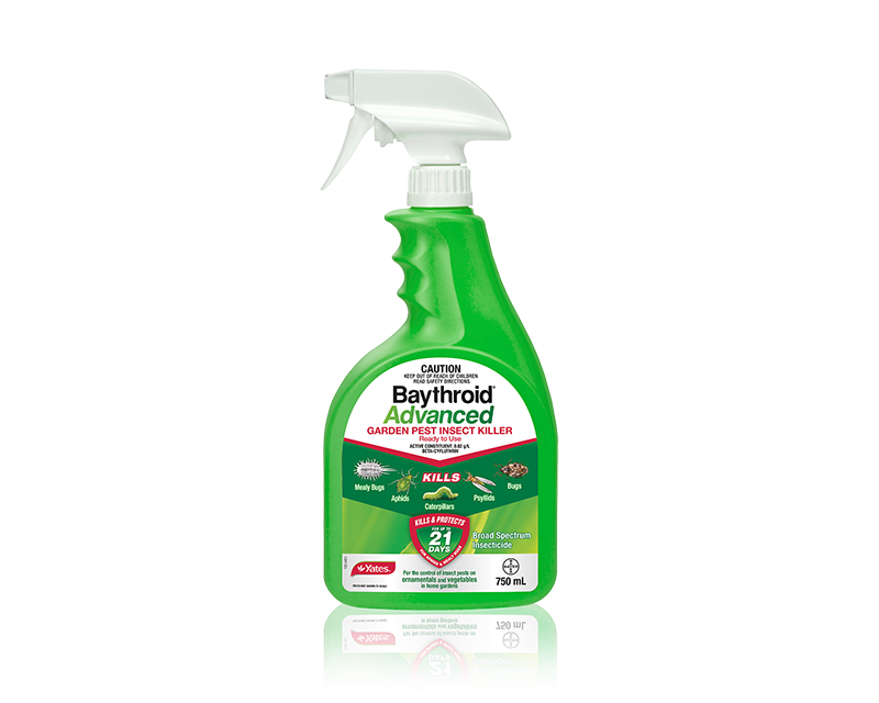 How to Get Rid of Aphids in Your Garden | Pests | Yates Australia