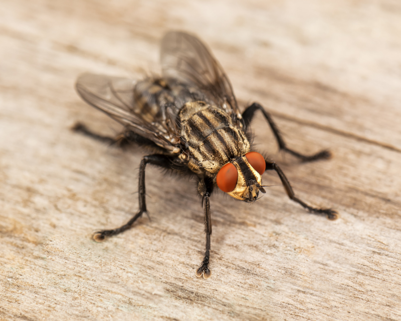 How To Get Rid Of Flies In Your Home Garden Yates Australia