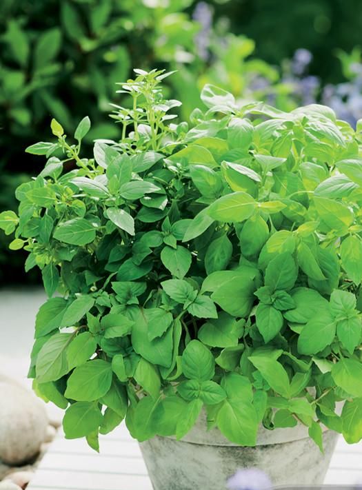 Sweet Basil | Garden Seeds Yates Australia