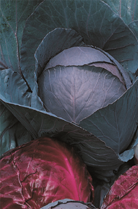 Cabbage Red Mini | Garden Seeds Yates Australia