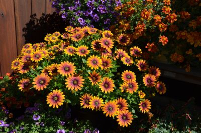 Grow Your Own Tropical Sunset