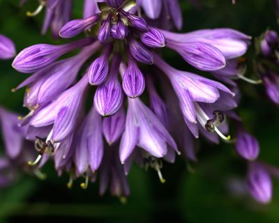 How to Grow Hosta | Yates Australia