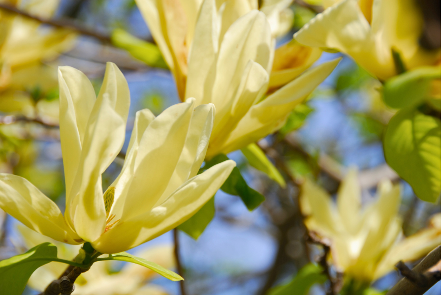 How to Grow Magnolias | Yates Australia
