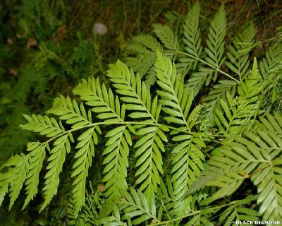 How to Grow King Fern | Yates Australia