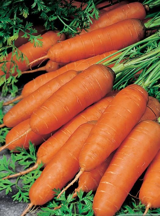 Baby Carrot | Garden Seeds Yates Australia