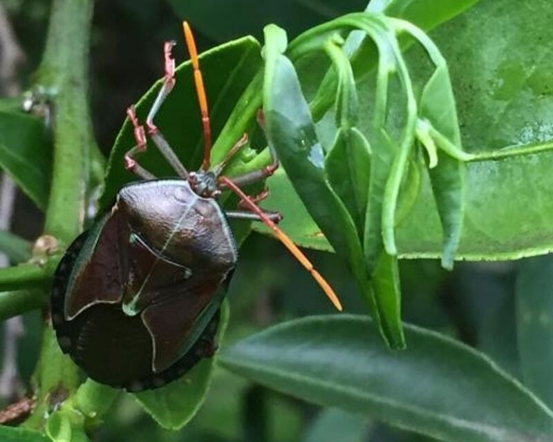 Spring Insect Control