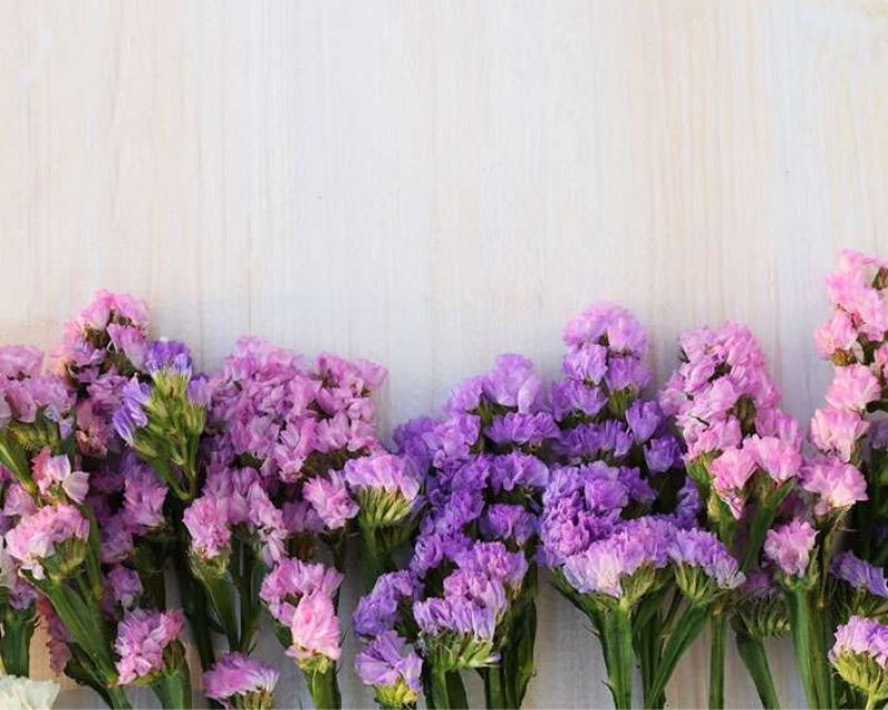 Yates Australia | Garden Products & Garden Advice | Lawns, Plants ...