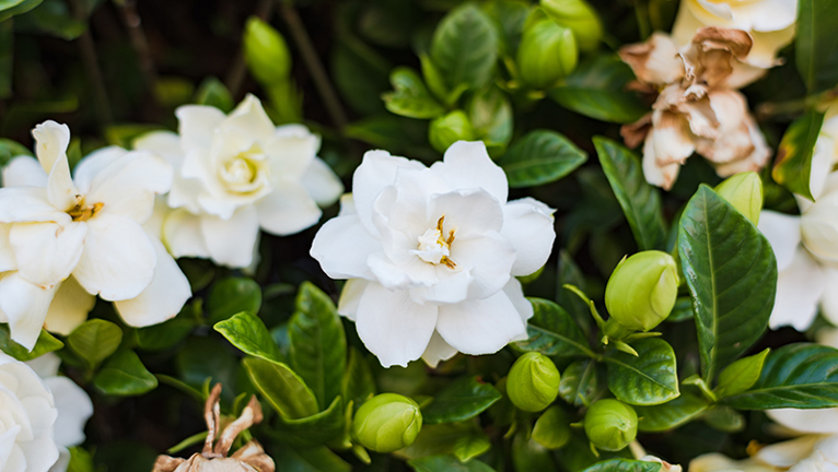 Mop Tops Make Garden Statements Yates Gardening