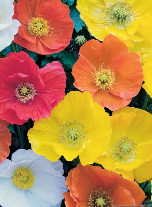 Iceland Poppy Artist's Glory | Garden Seeds Yates Australia