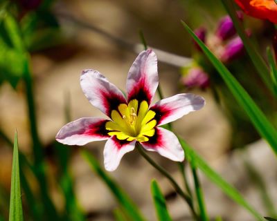 How to Grow Sparaxis | Yates Australia