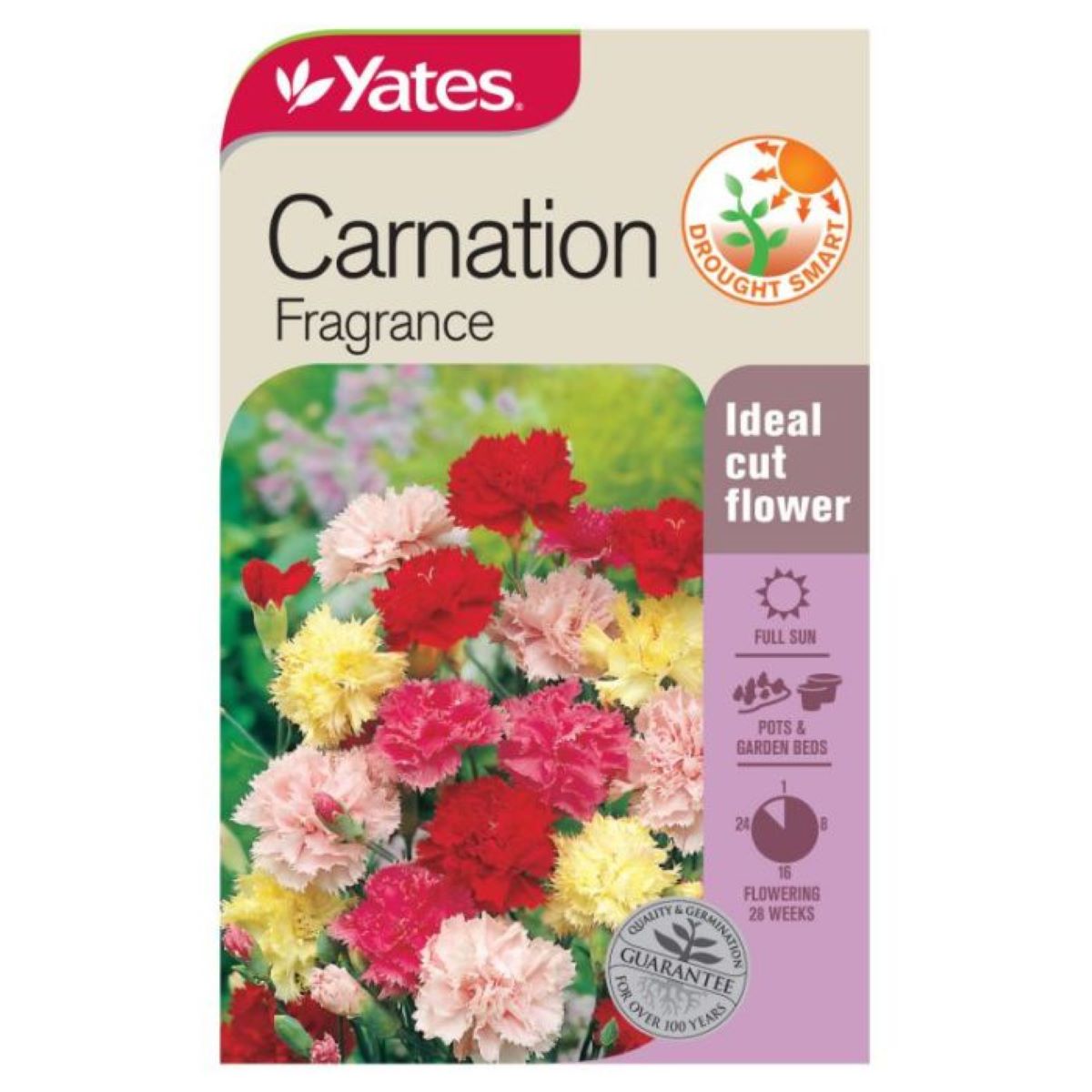How to Grow Carnations | Yates Australia