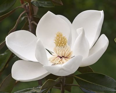 How to Grow Magnolias | Yates Australia