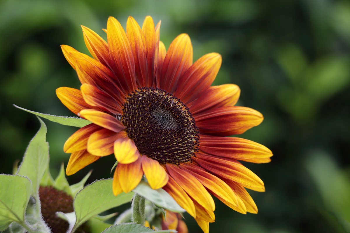 Sunflower Bronze Shades | Garden Seeds Yates Australia