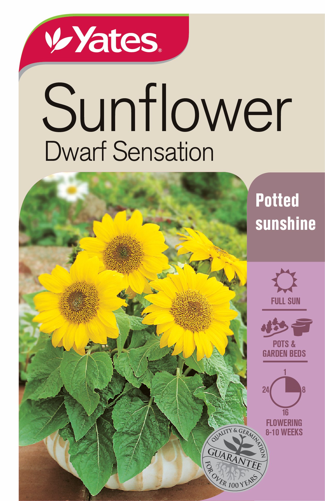 How to Grow Sunflowers | Yates Australia