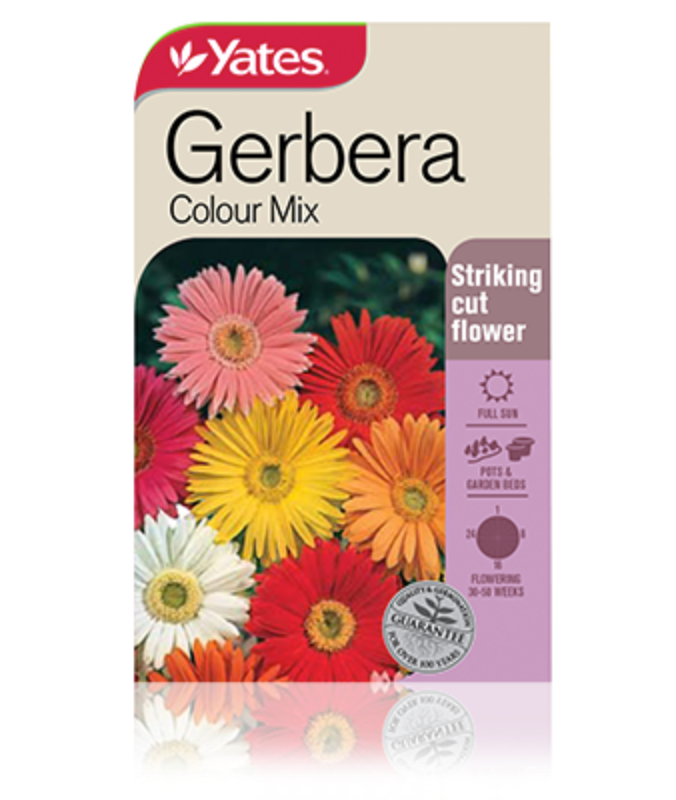 How to Grow Gerbera | Yates Australia