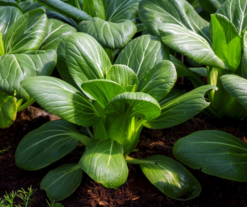 Chinese Cabbage Buk Choy - White Stem | Garden Seeds Yates Australia