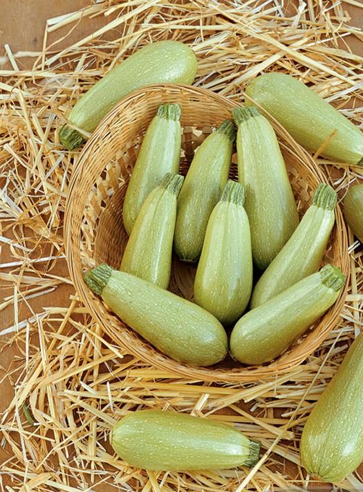 Zucchini Lebanese | Garden Seeds Yates Australia