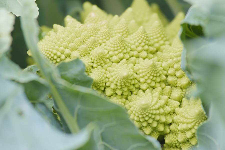 Heirloom Broccoli Romanesco