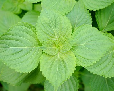 How to Grow Perilla | Yates Australia