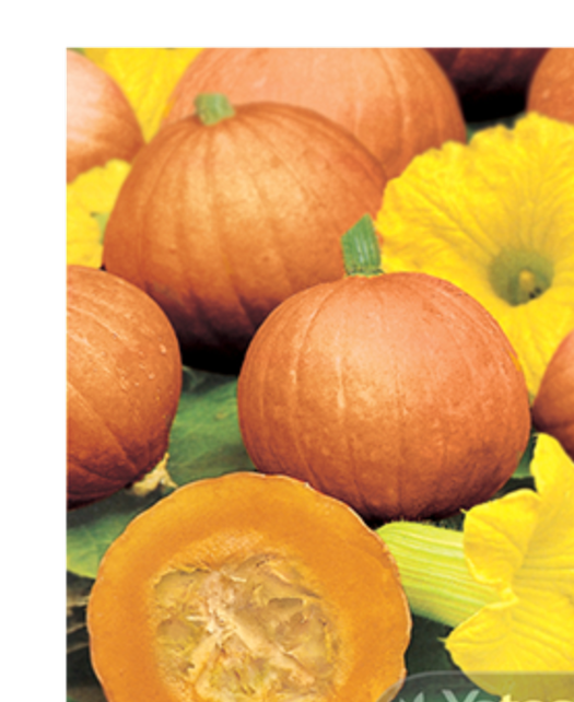 Pumpkin Golden Nugget | Garden Seeds Yates Australia