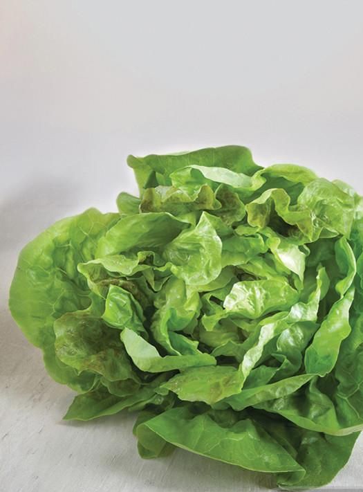 Lettuce Green Mignonette | Garden Seeds Yates Australia