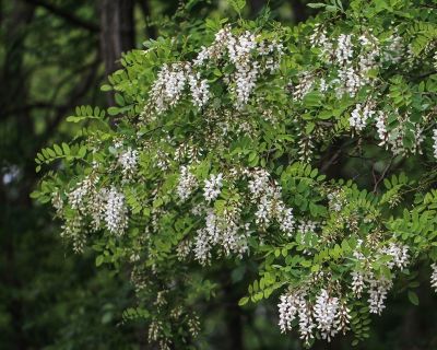 How to Grow Robinia | Yates Australia