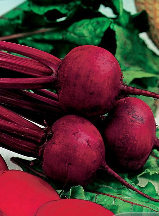 Baby Beets | Garden Seeds Yates Australia