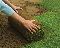 Guide on how to lay Buffalo turf