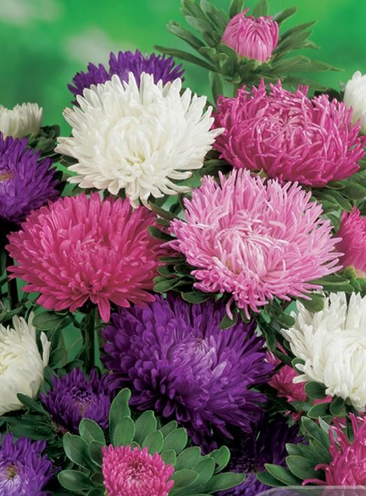 Aster Colour Carpet | Garden Seeds Yates Australia