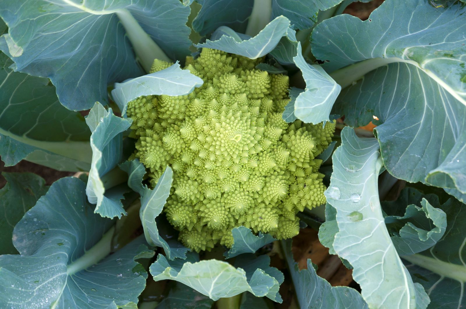 Heirloom Broccoli Romanesco