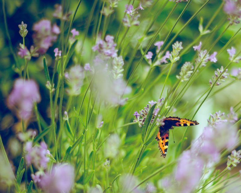 Companion Planting Guide | Yates Gardening