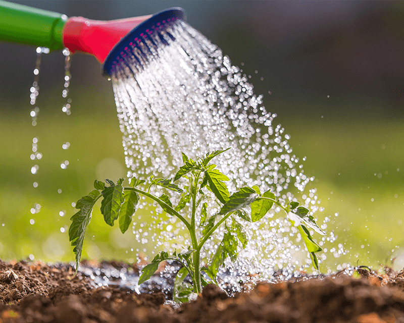Waterwise Garden Tips