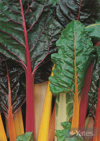 Silverbeet Rainbow Chard | Garden Seeds Yates Australia