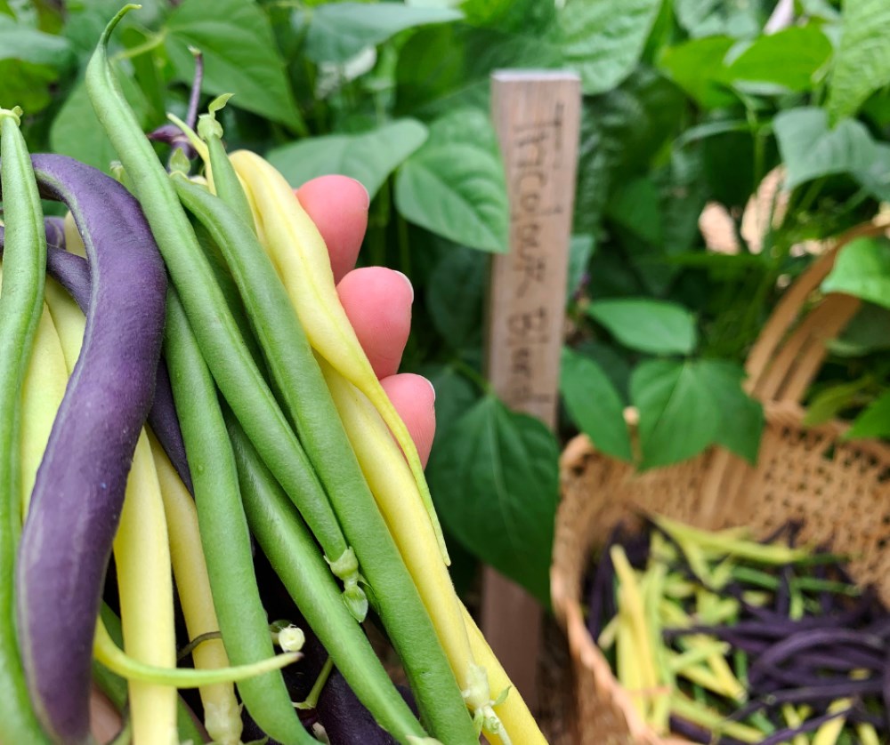 Dwarf Beans Tricolour Mix | Garden Seeds Yates Australia