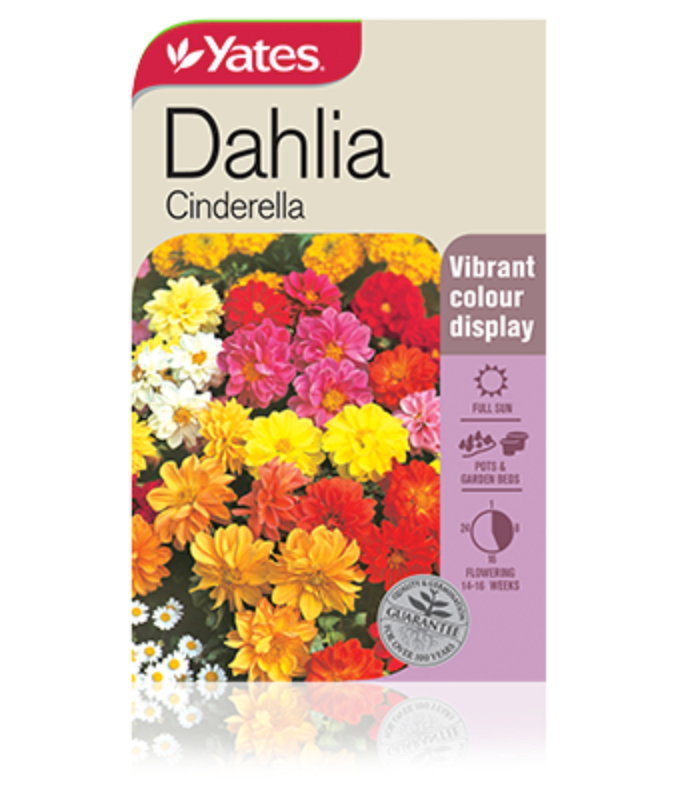 Dahlia Cinderella | Garden Seeds Yates Australia