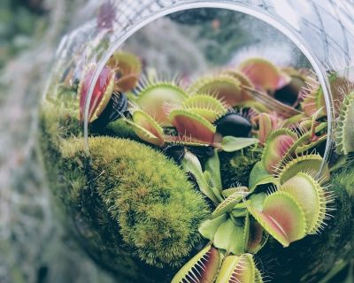 How To Grow Venus Fly Trap Yates Australia