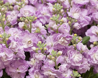 How to Grow Stock | Yates Australia