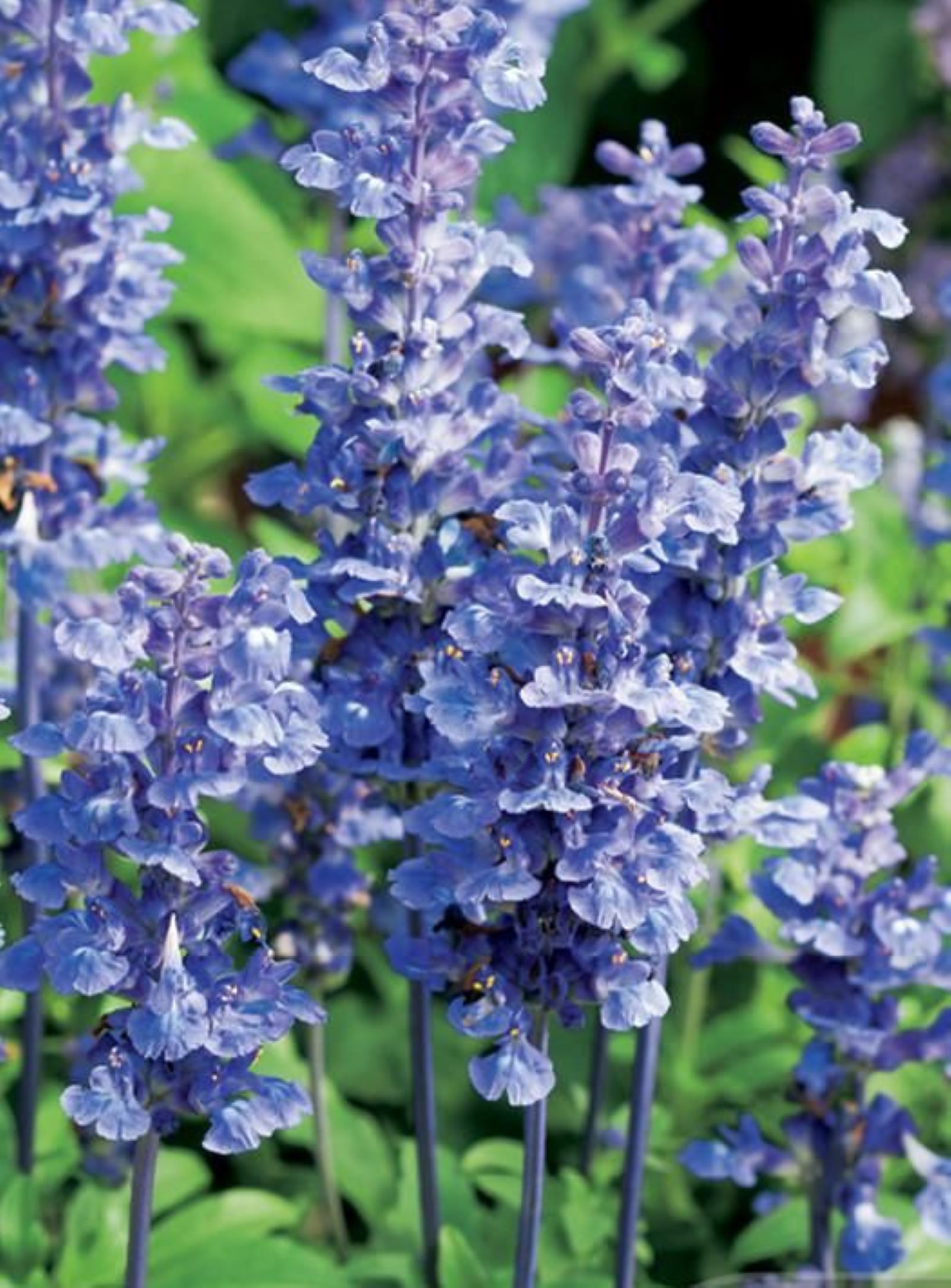 Salvia Blue Bedder | Garden Seeds Yates Australia