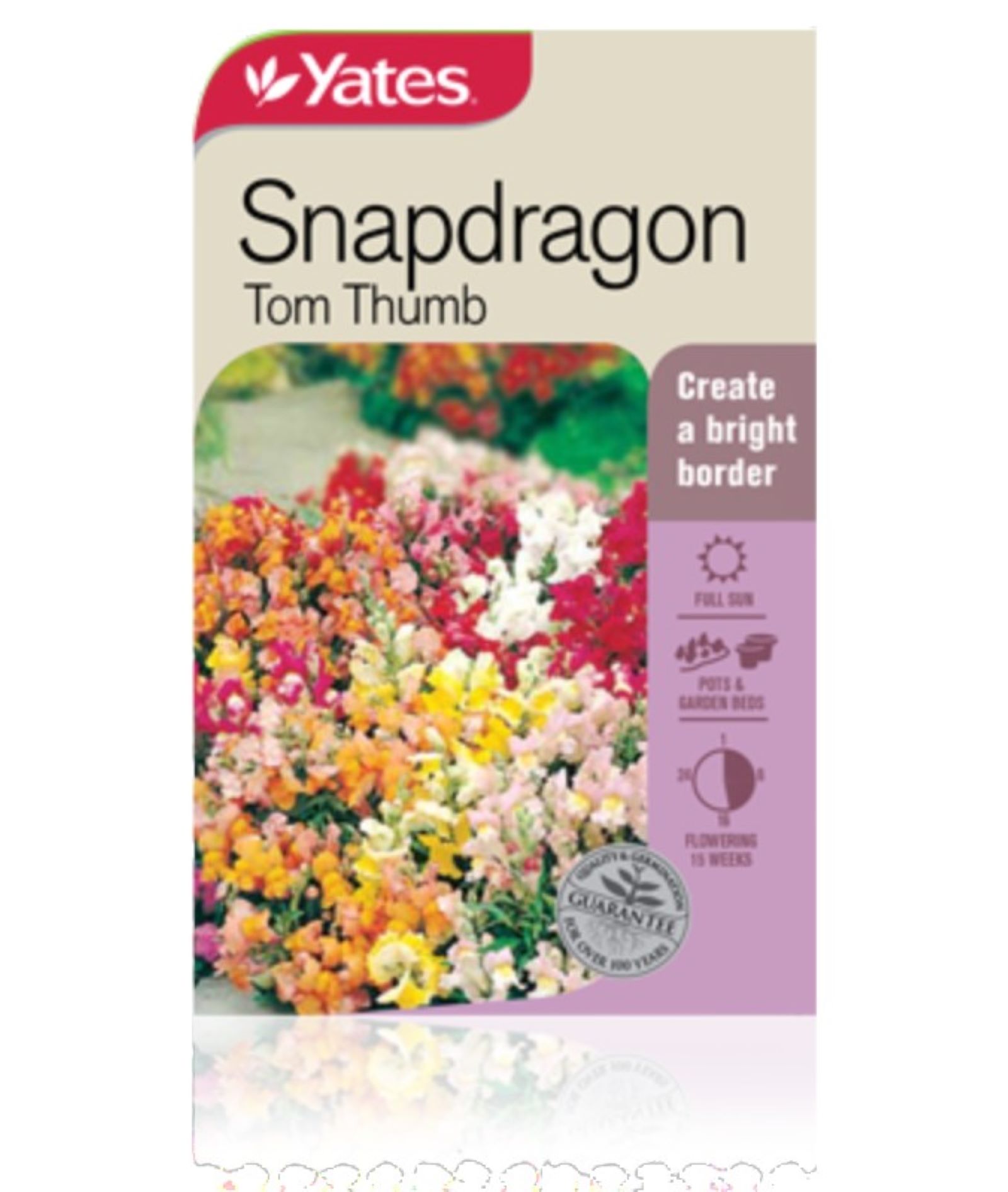 How to Grow Snapdragons | Yates Australia