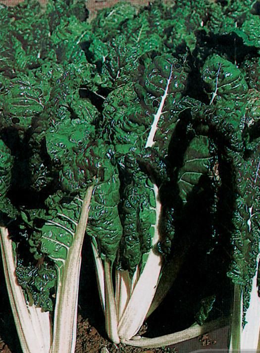 Silverbeet Compact Deep Green | Garden Seeds Yates Australia