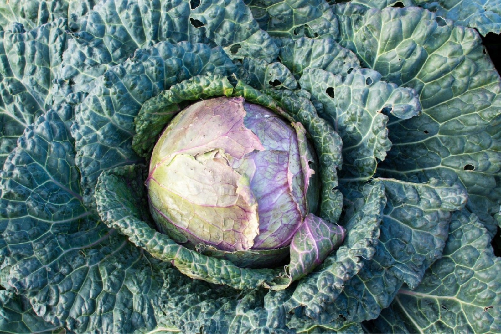 Heirloom Cabbage Savoy Verona Seeds