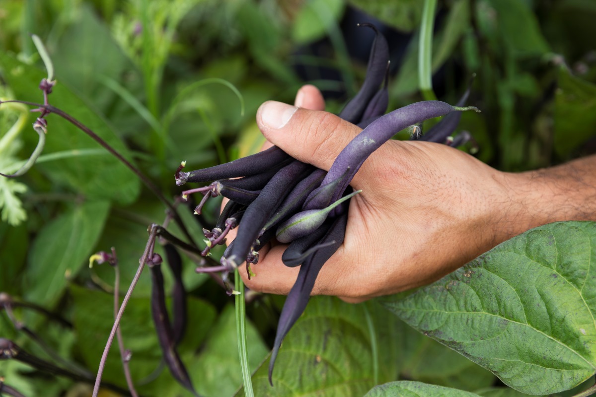 Beans Climbing Purple King | Garden Seeds Yates Australia