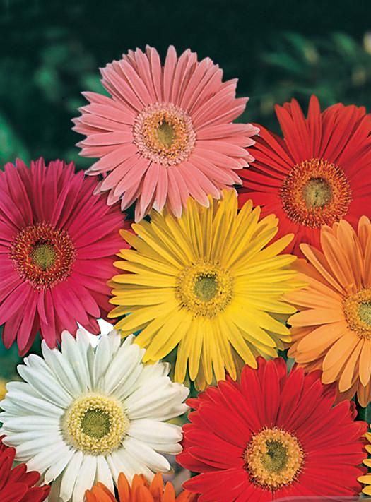Gerbera Colour Mix | Garden Seeds Yates Australia