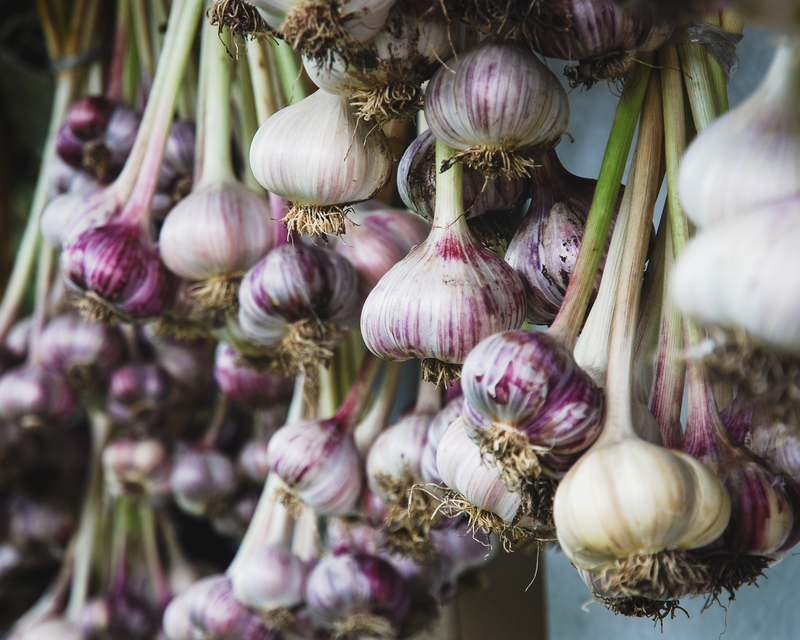 Autumn is the Perfect Time for Planting | Yates Australia