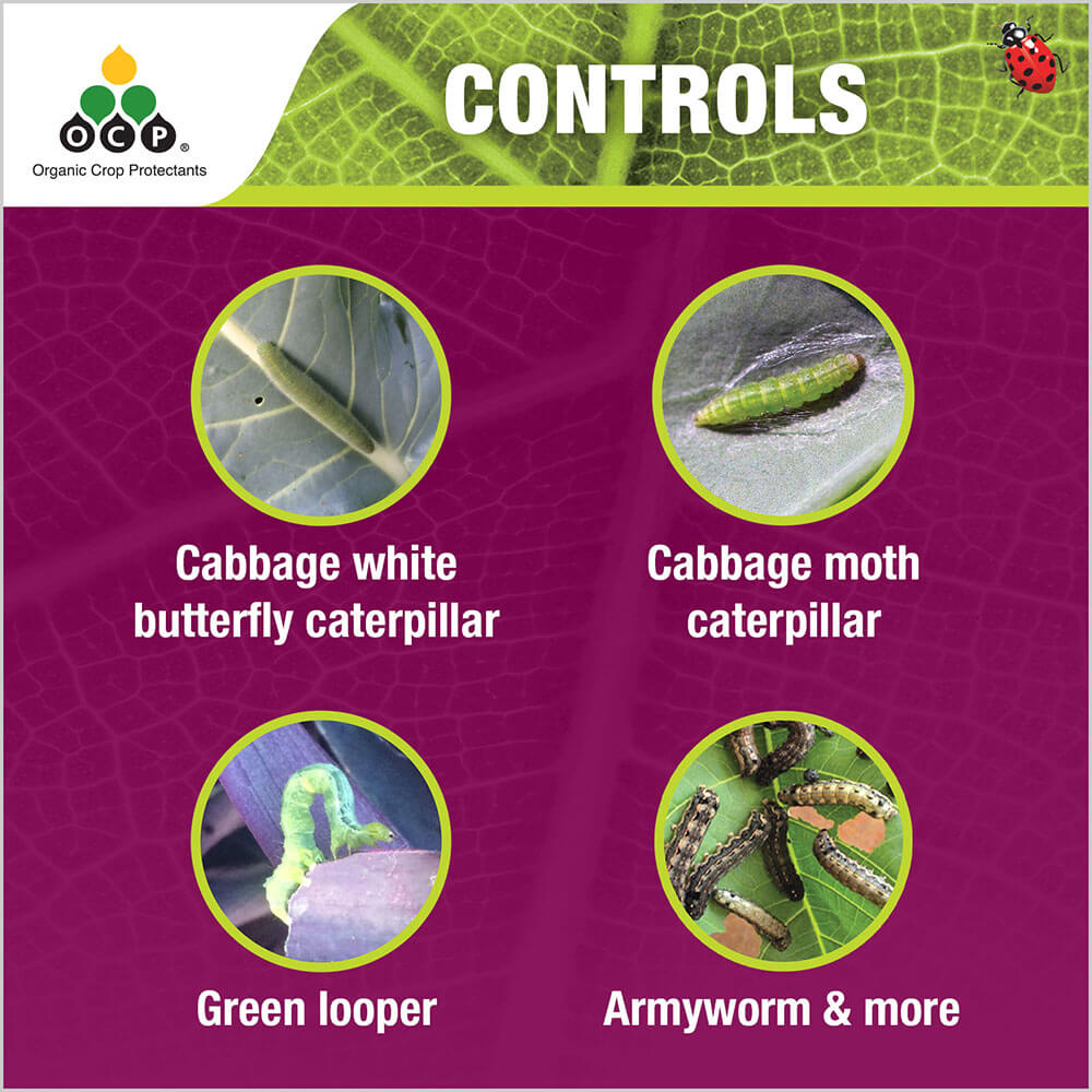 OCP eco-caterpillar killer 40g